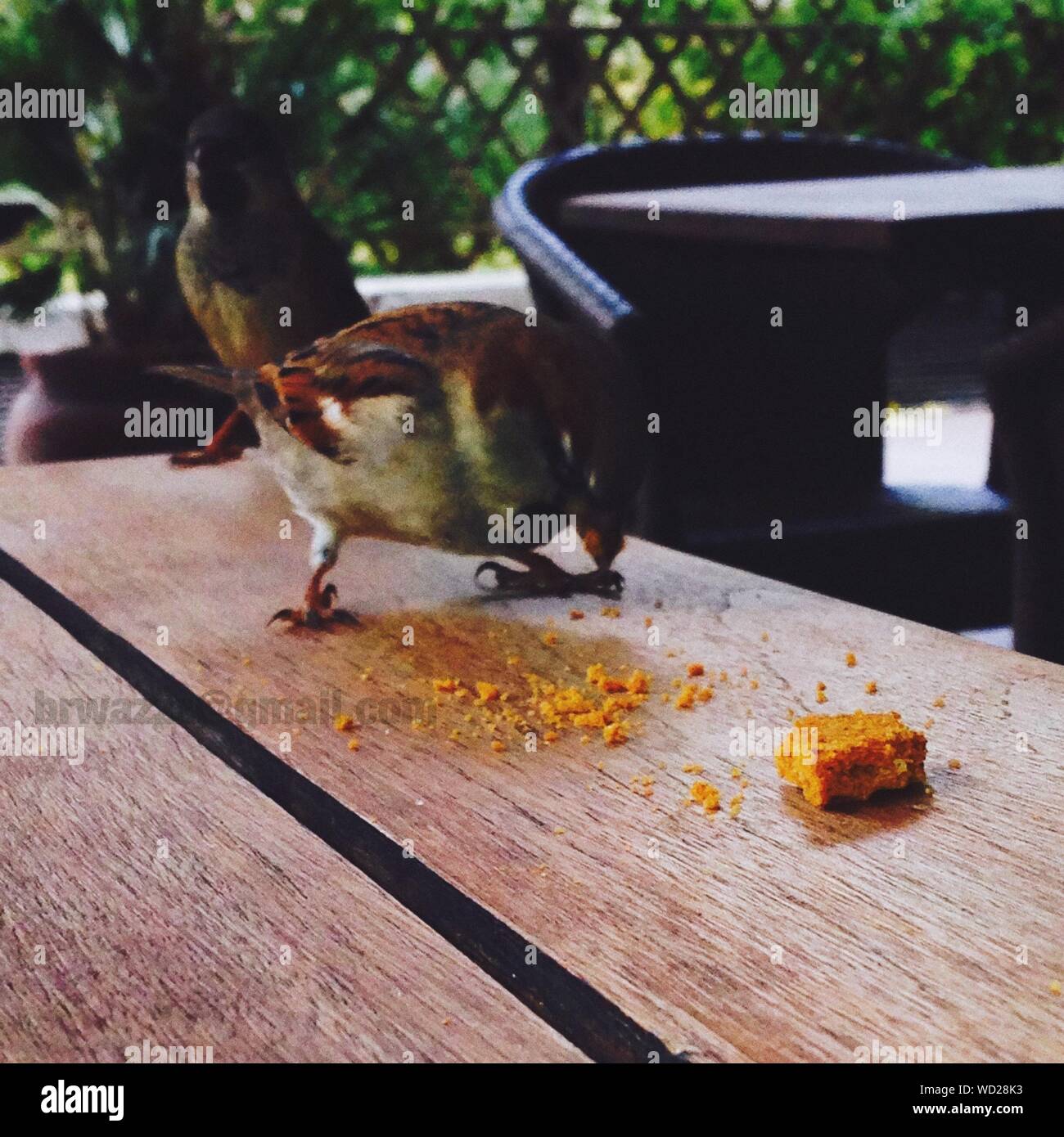 Bird table feeding birds hi-res stock photography and images - Alamy