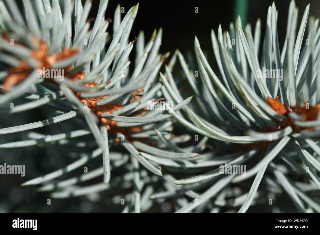 Needle part of plant hi-res stock photography and images - Alamy