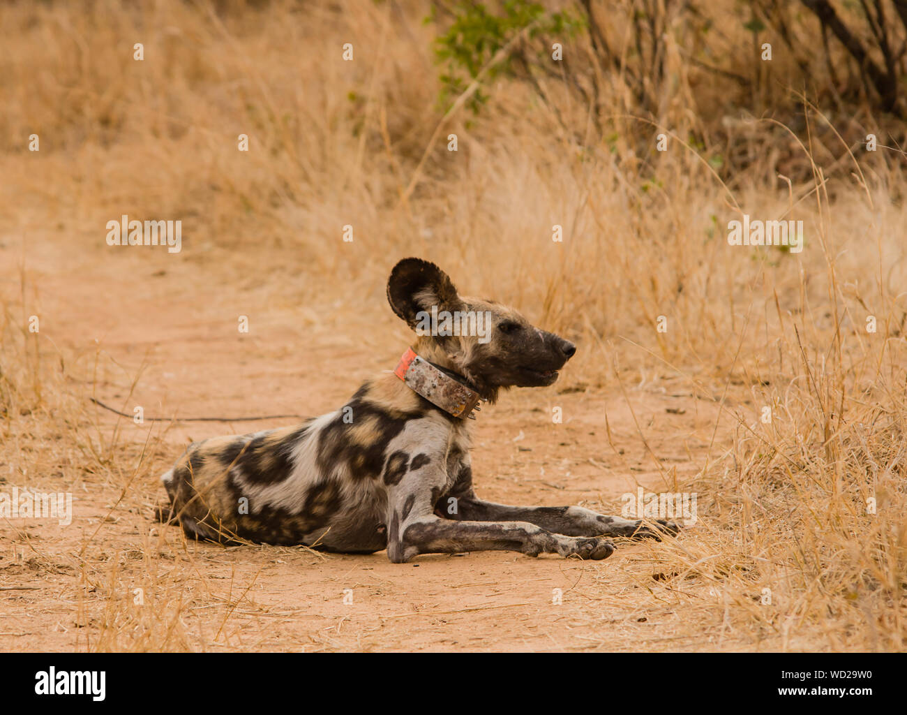 Hyena sitting hi-res stock photography and images - Alamy