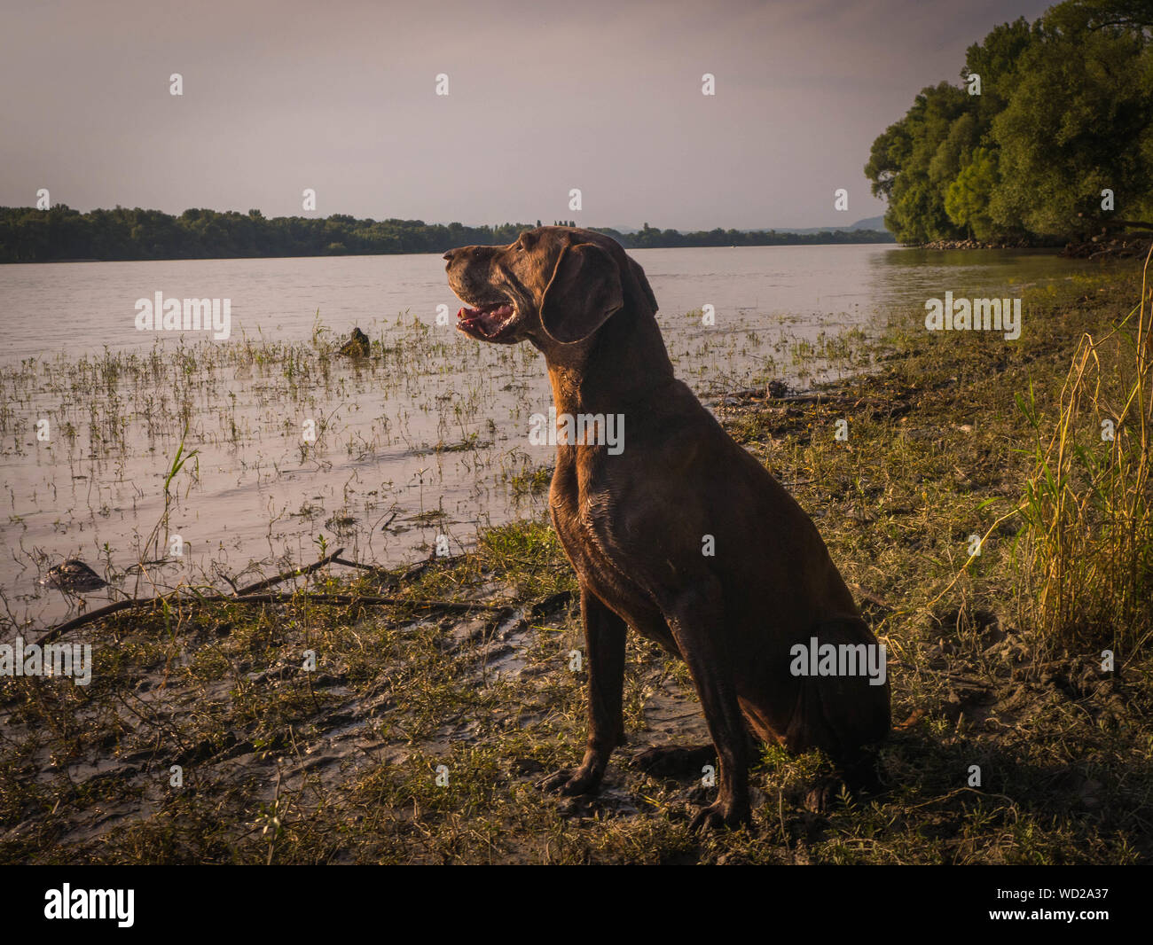 Marshy river hi-res stock photography and images - Alamy