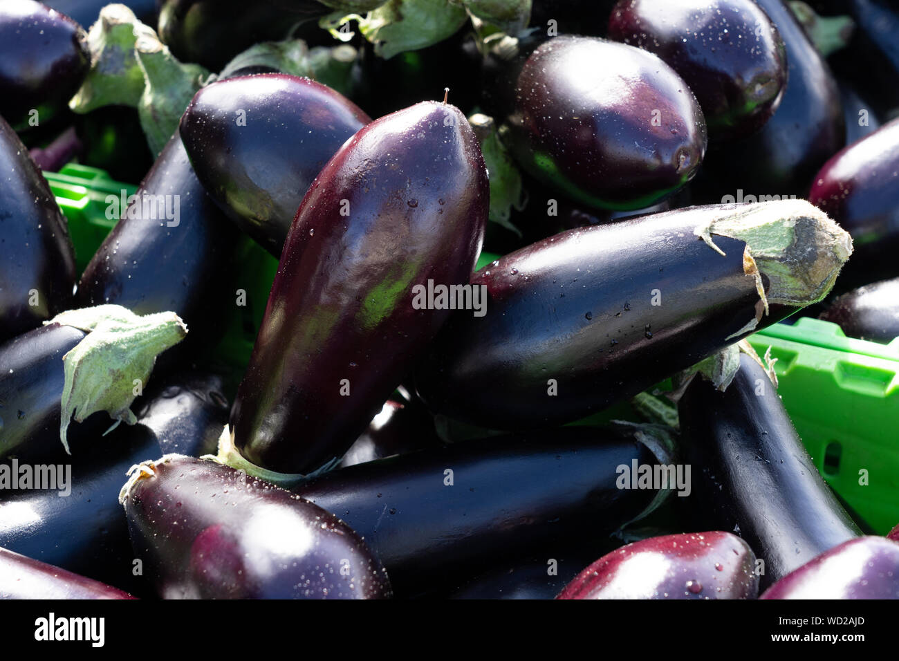 agriculture, asian, aubergine, background, bunch, city, close up ...