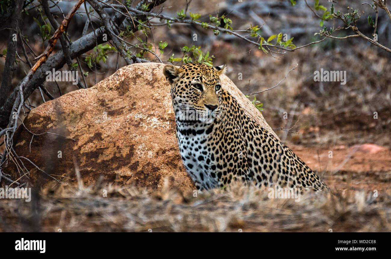 Cheetah sitting in tree hi-res stock photography and images - Alamy