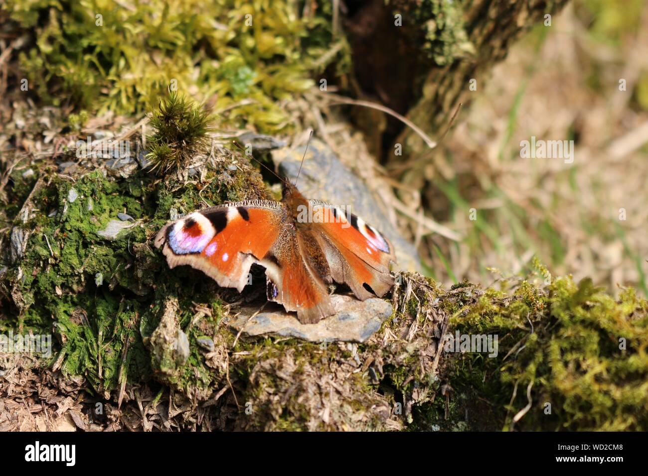 Broken Butterfly Wing High Resolution Stock Photography and Images - Alamy