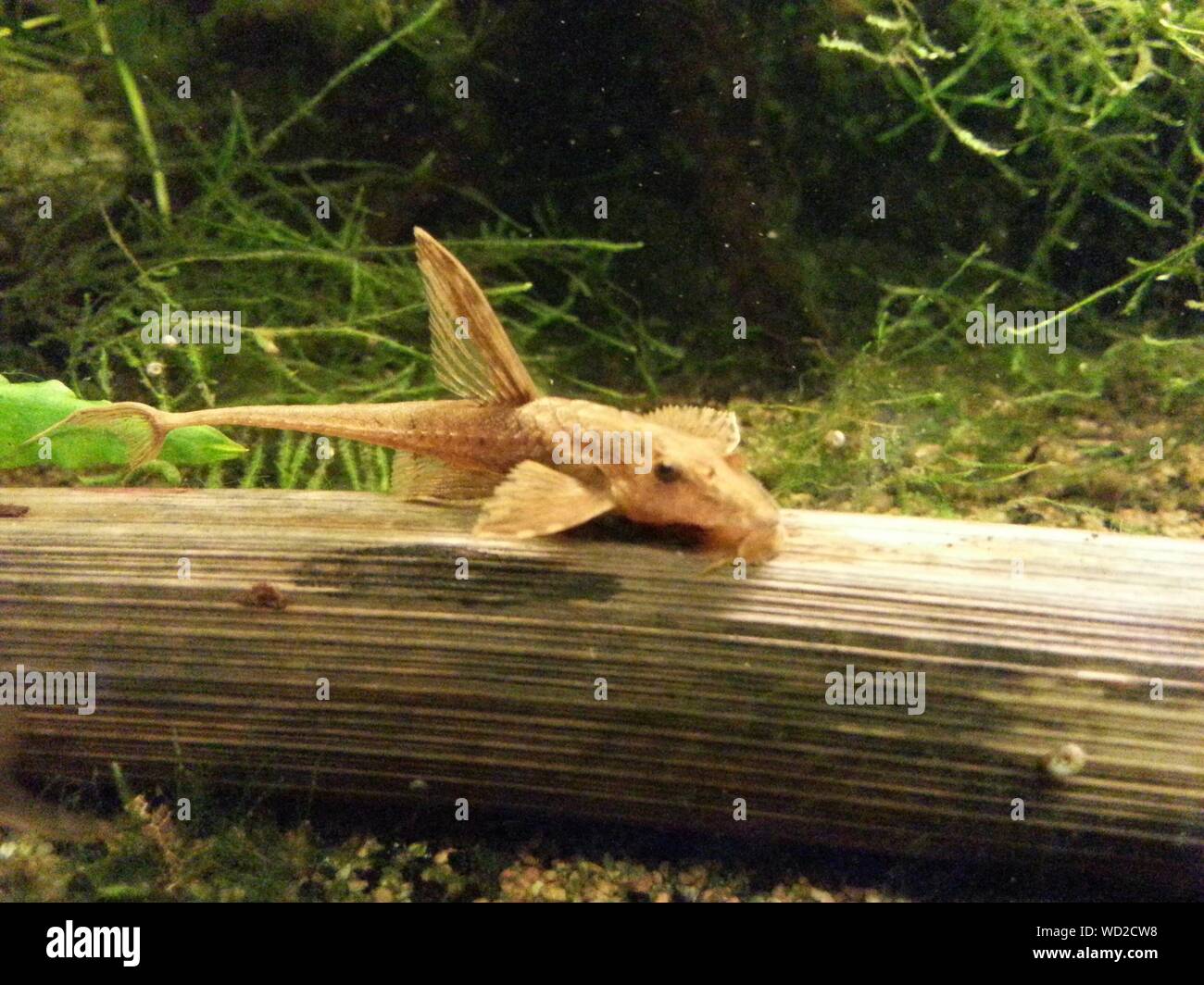 Log fish hi-res stock photography and images - Alamy