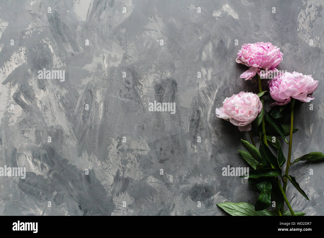 Beautiful pink peony flowers on gray concrete background with copy ...