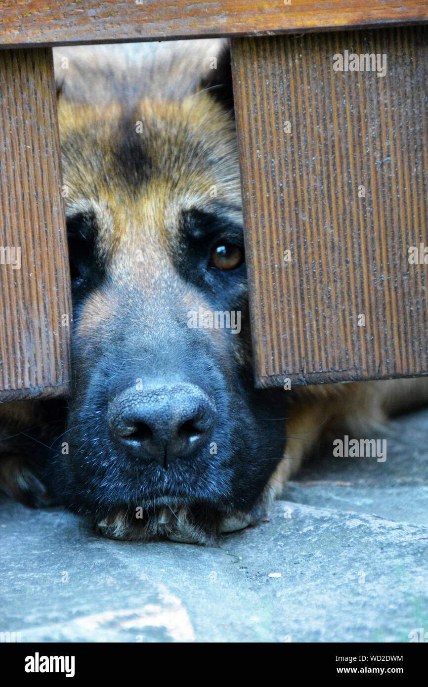 Dog looking through fence hi-res stock photography and images - Alamy