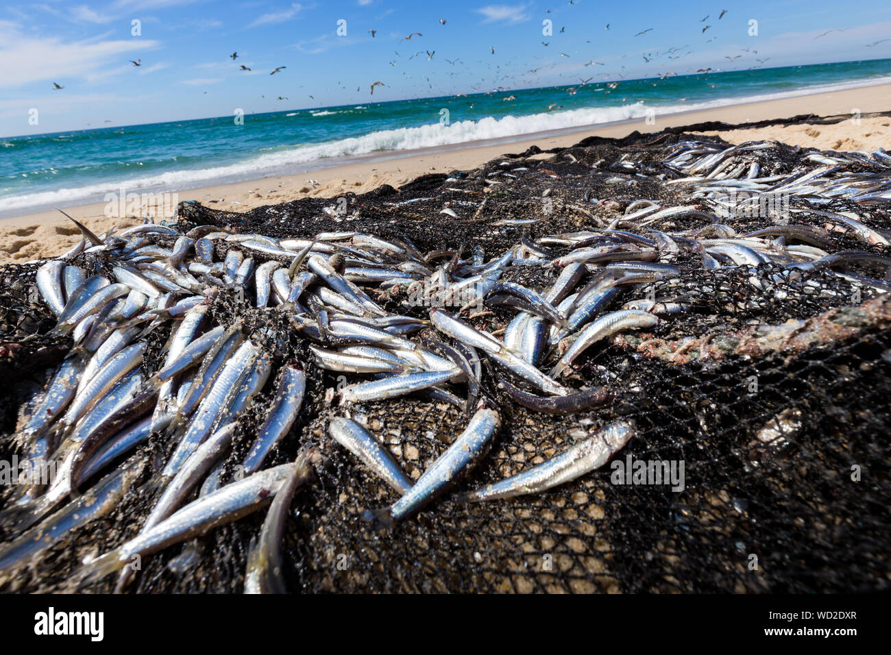 Sardine beach hi-res stock photography and images - Alamy