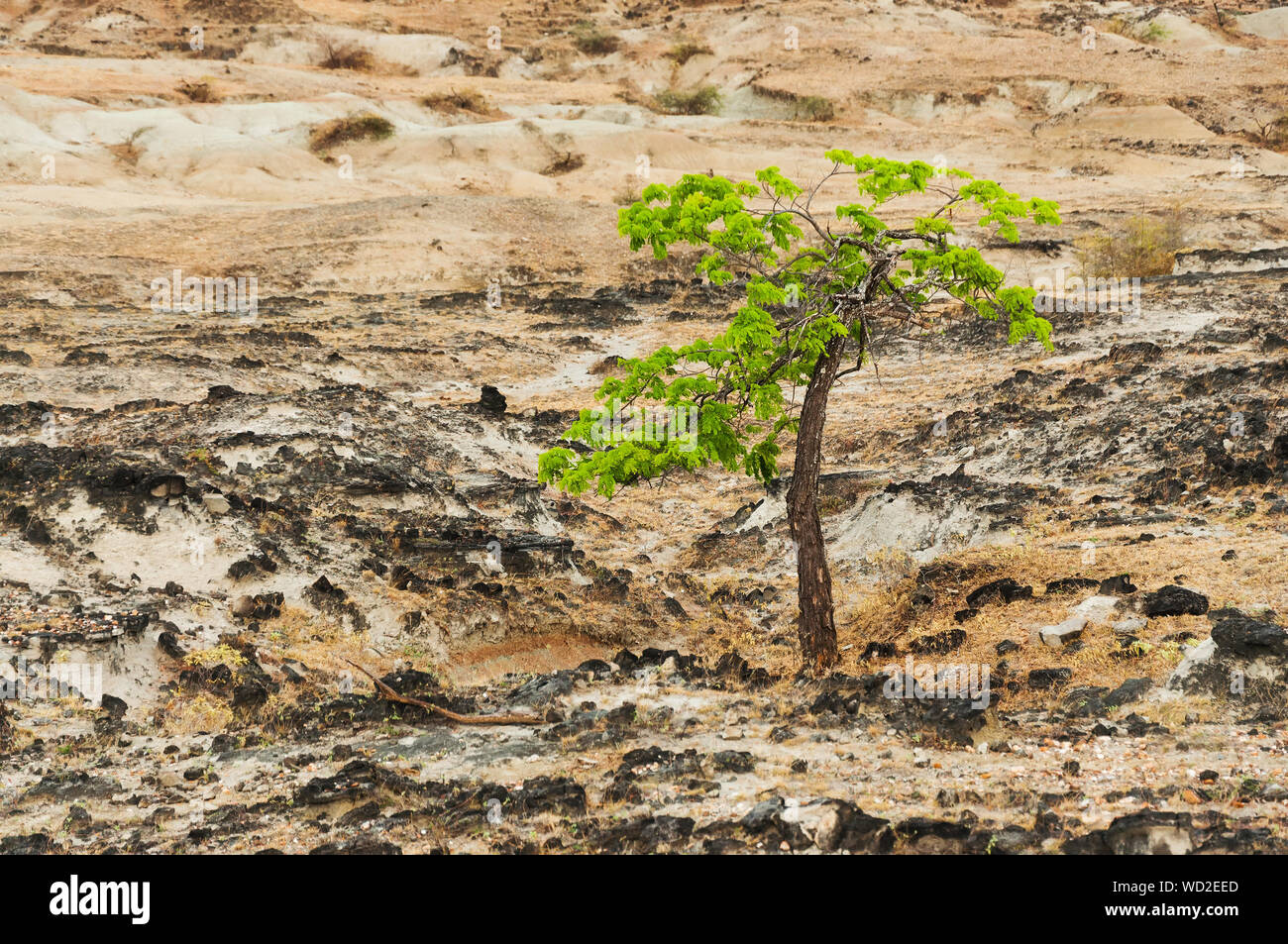 Single tree in the desert hi-res stock photography and images - Alamy