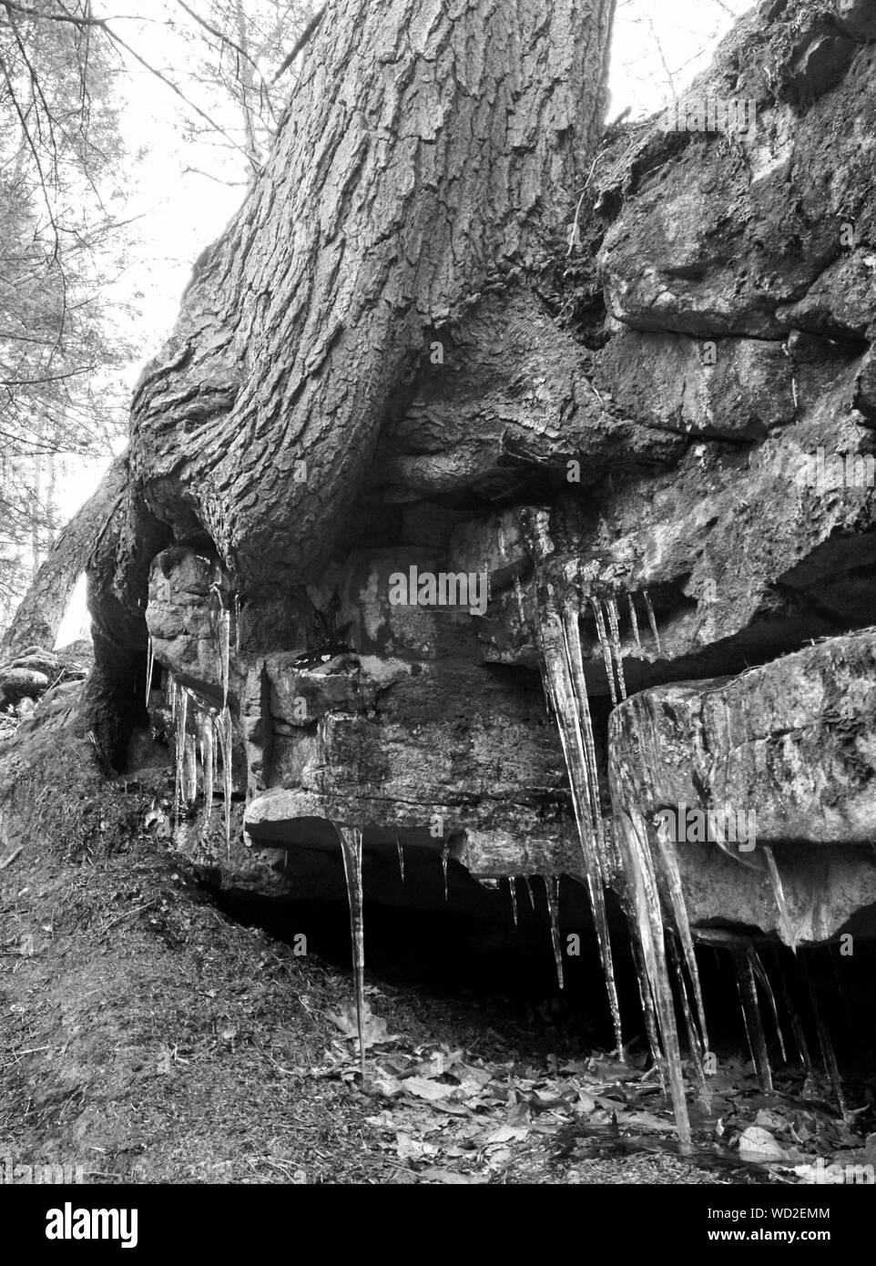 Trunk rock hi-res stock photography and images - Alamy