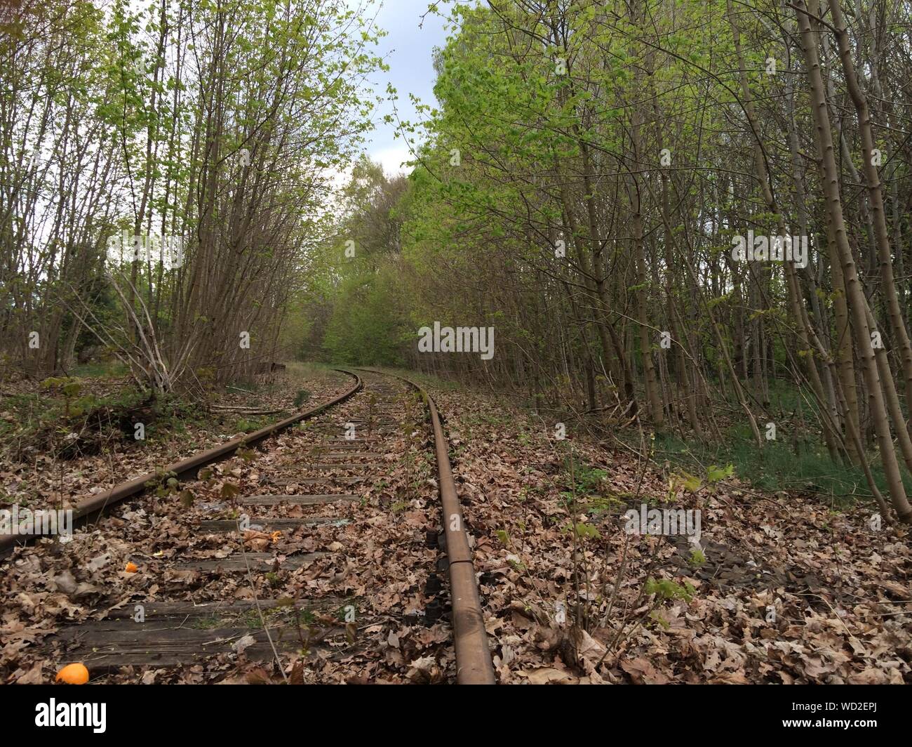 Train track into forest hi-res stock photography and images - Alamy