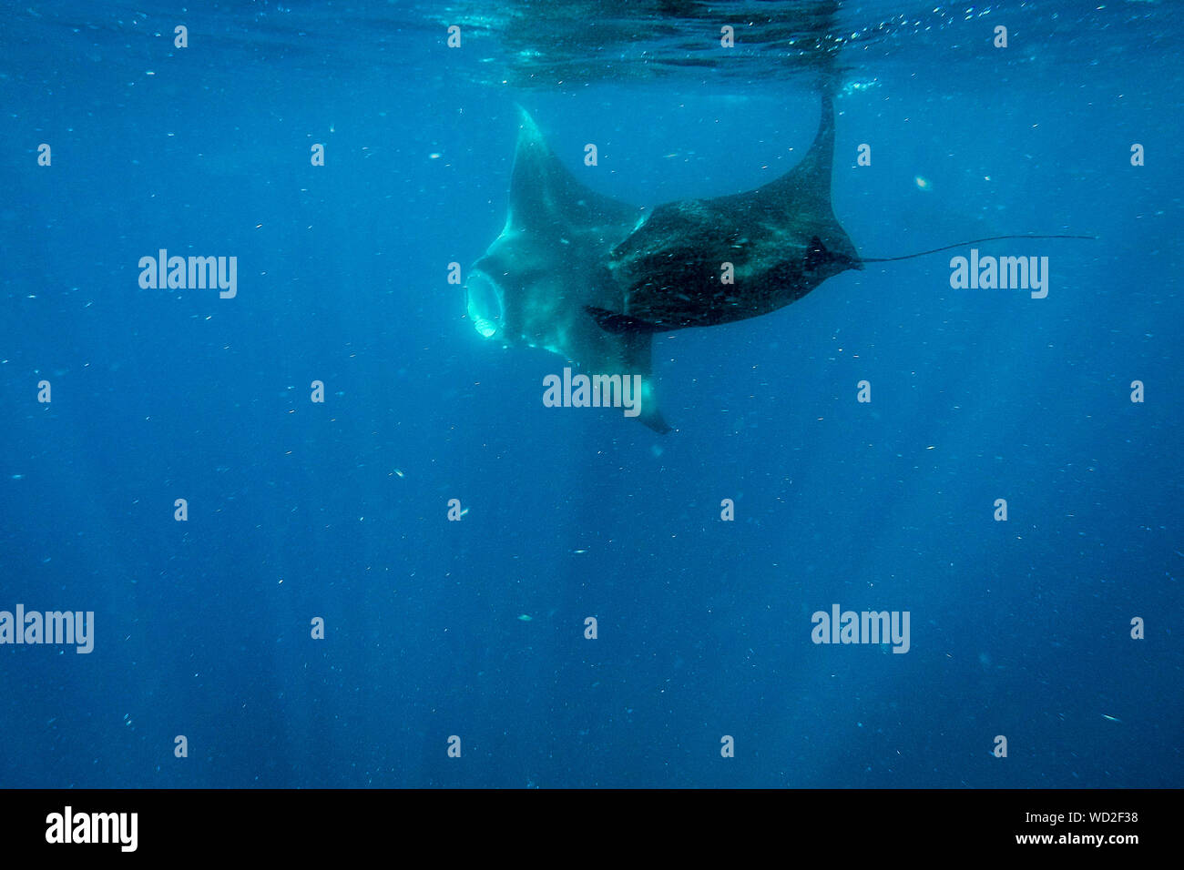 Sting Ray Fish High Resolution Stock Photography and Images - Alamy