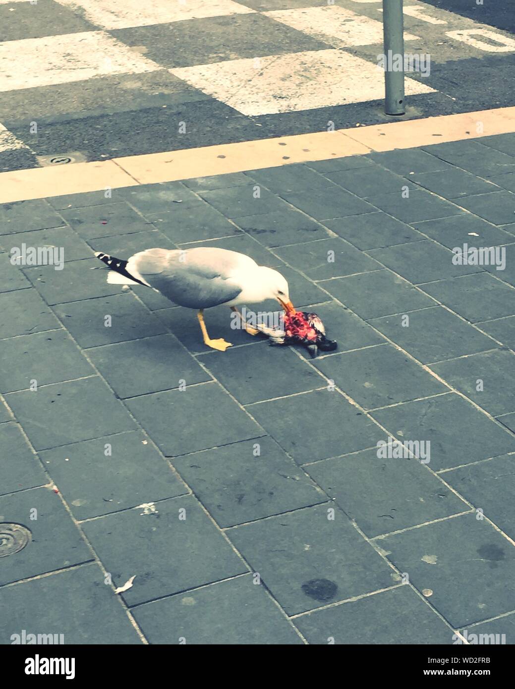 Meat Eating Bird High Resolution Stock Photography and Images - Alamy