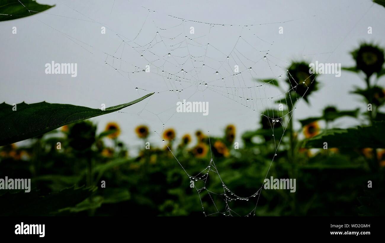 Spider on farm hi-res stock photography and images - Alamy