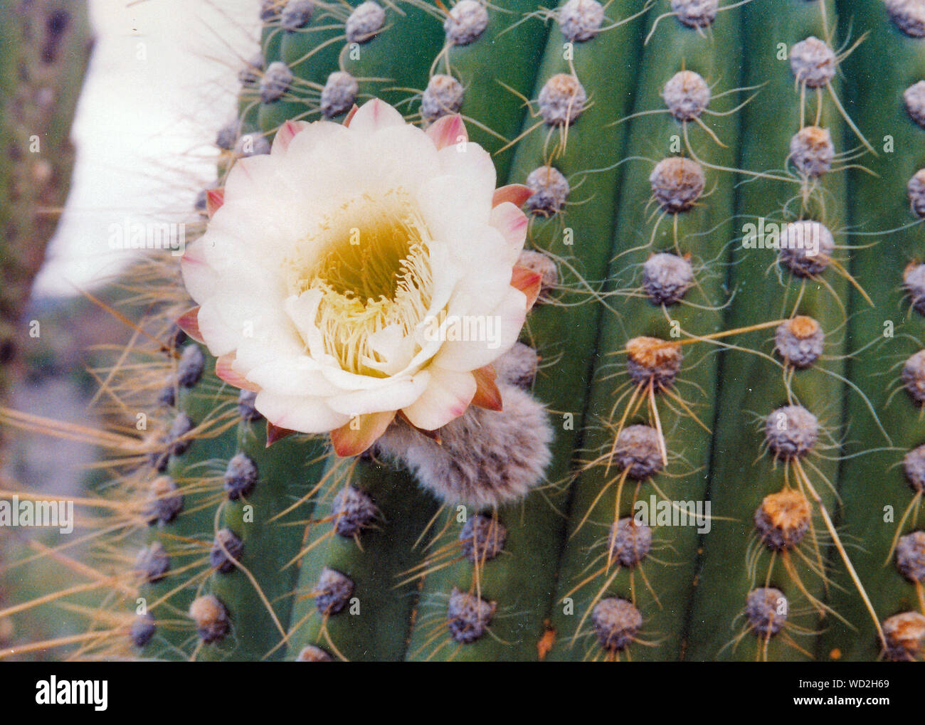 Cardon cactus hi-res stock photography and images - Alamy