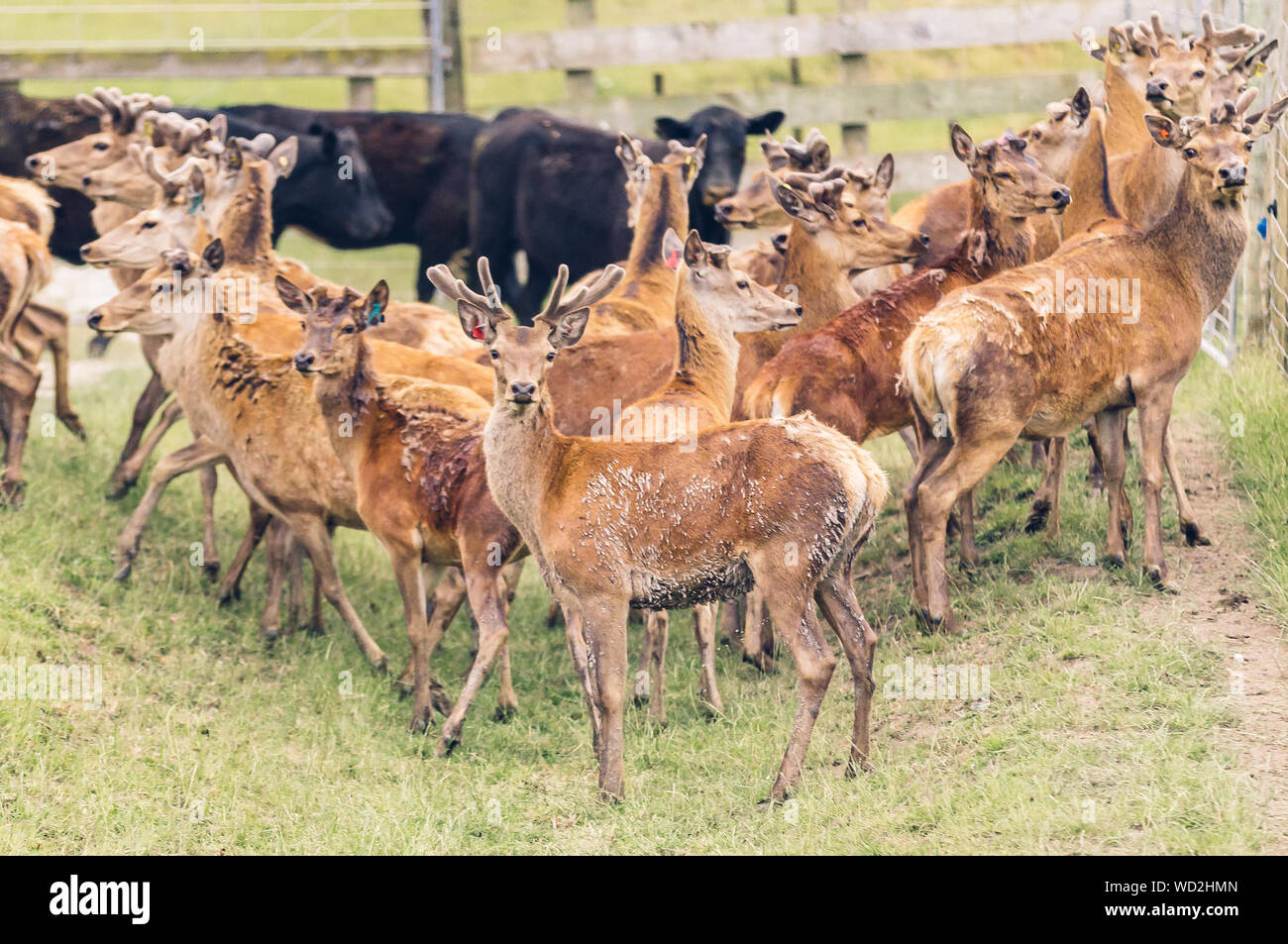 Flock of deer hi-res stock photography and images - Alamy