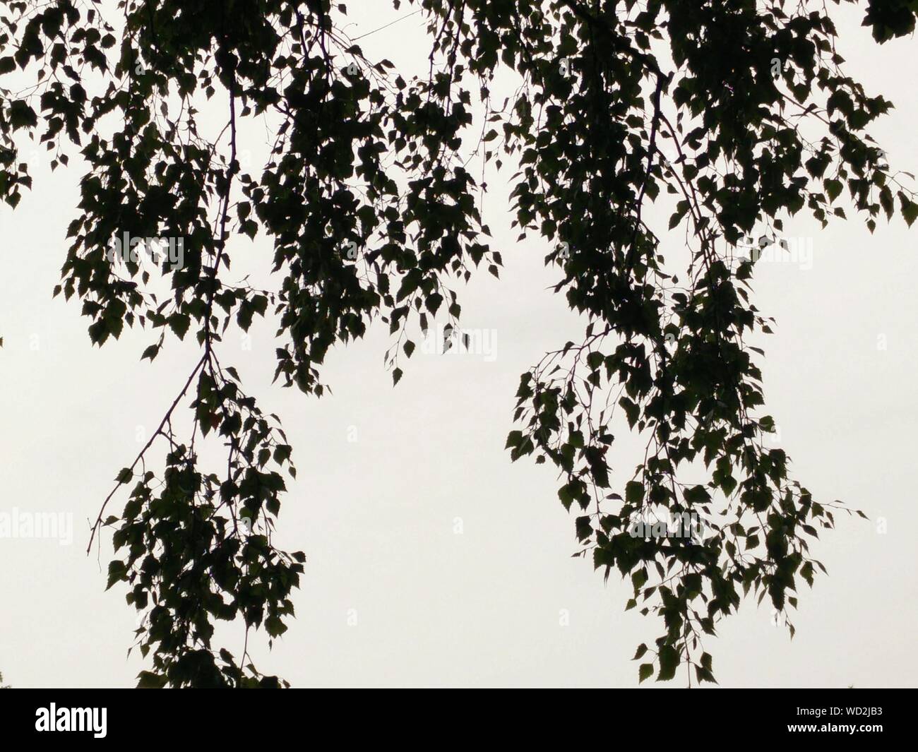 Drooping branches hi-res stock photography and images - Alamy