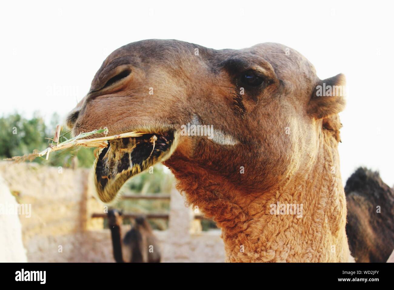 Camel eating up close hi-res stock photography and images - Alamy