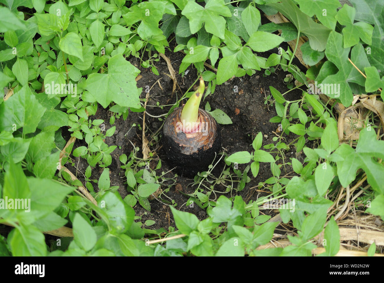 Taro Plant High Resolution Stock Photography and Images - Alamy