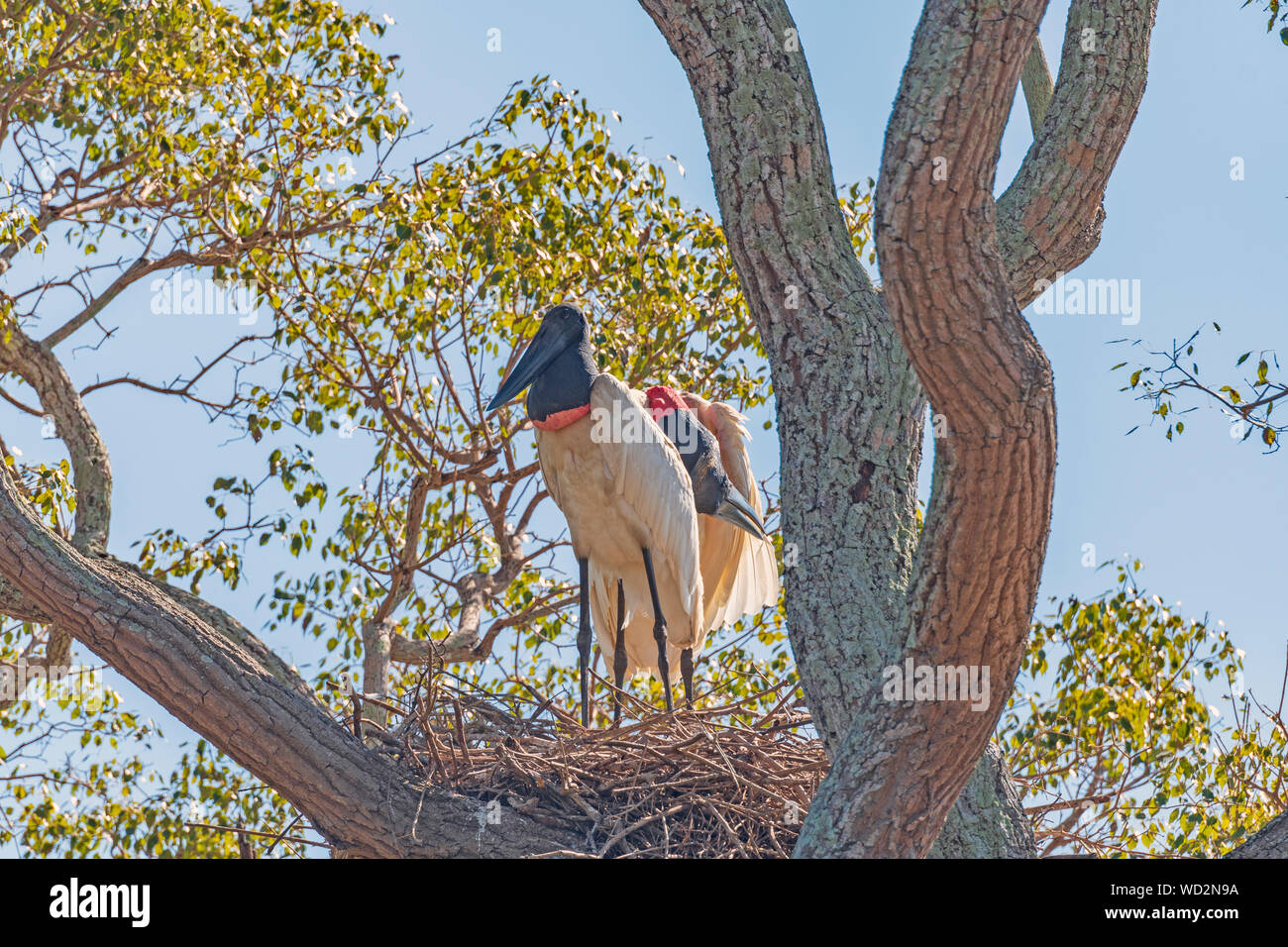 Mating Jabiru on Their Nest in the Pantanal in Brazil Stock Photo - Alamy