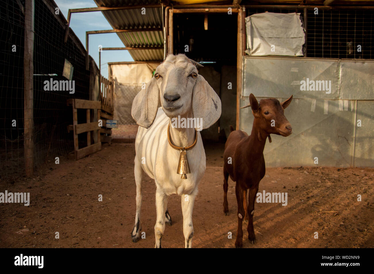 Kid farm hi-res stock photography and images - Alamy
