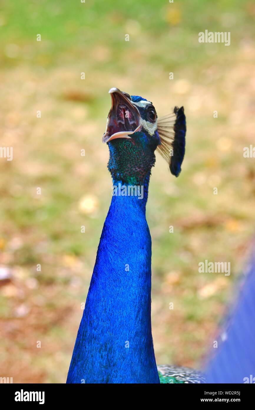 Peacock screaming hi-res stock photography and images - Alamy