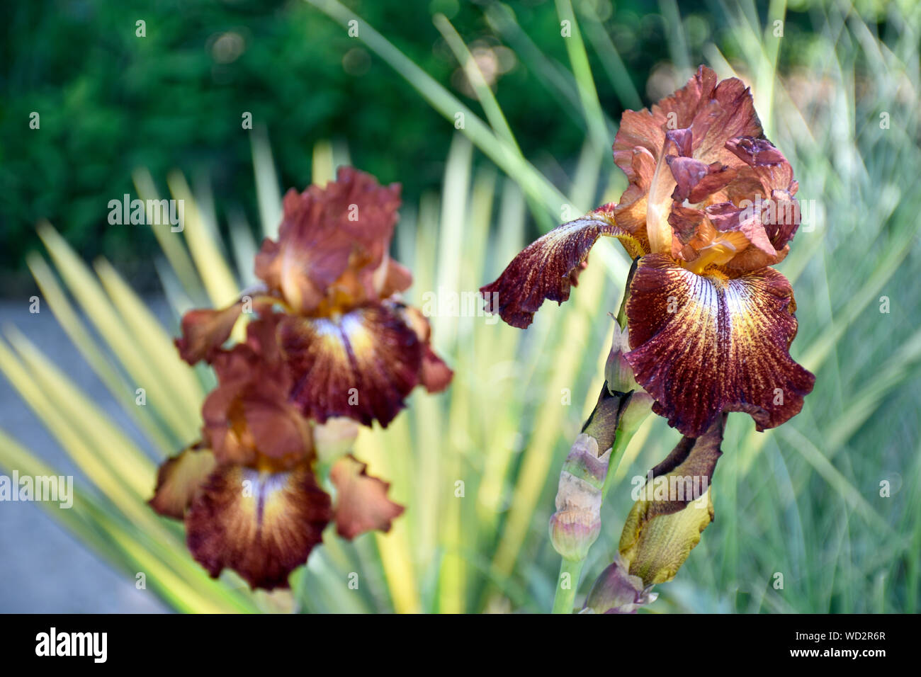 Bearded giant hi-res stock photography and images - Alamy