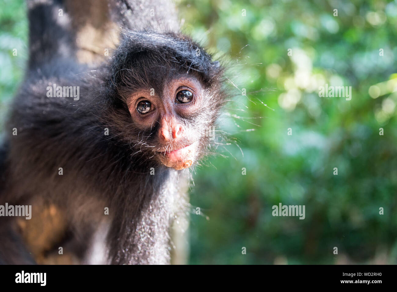 Amazon rainforest spider monkey hi-res stock photography and images - Alamy