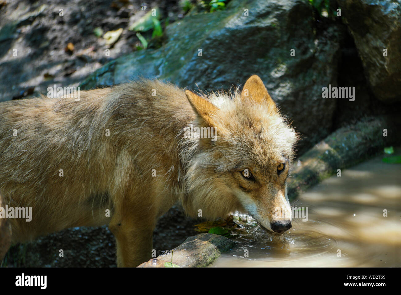 Wet wolf hi-res stock photography and images - Alamy