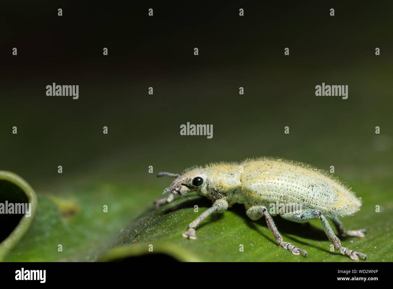 Focus on weevil hi-res stock photography and images - Alamy