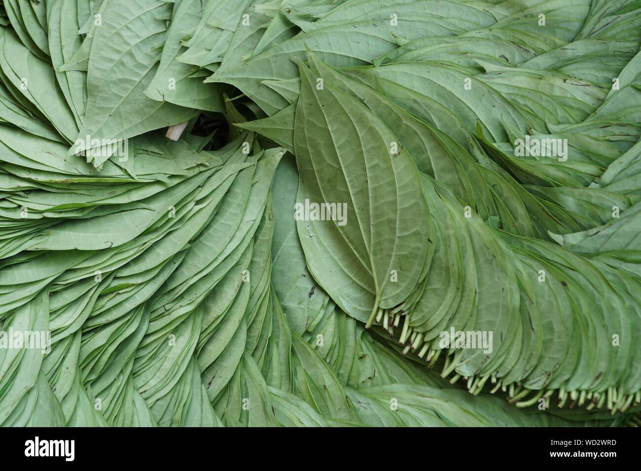 Betel leaves india hi-res stock photography and images - Alamy