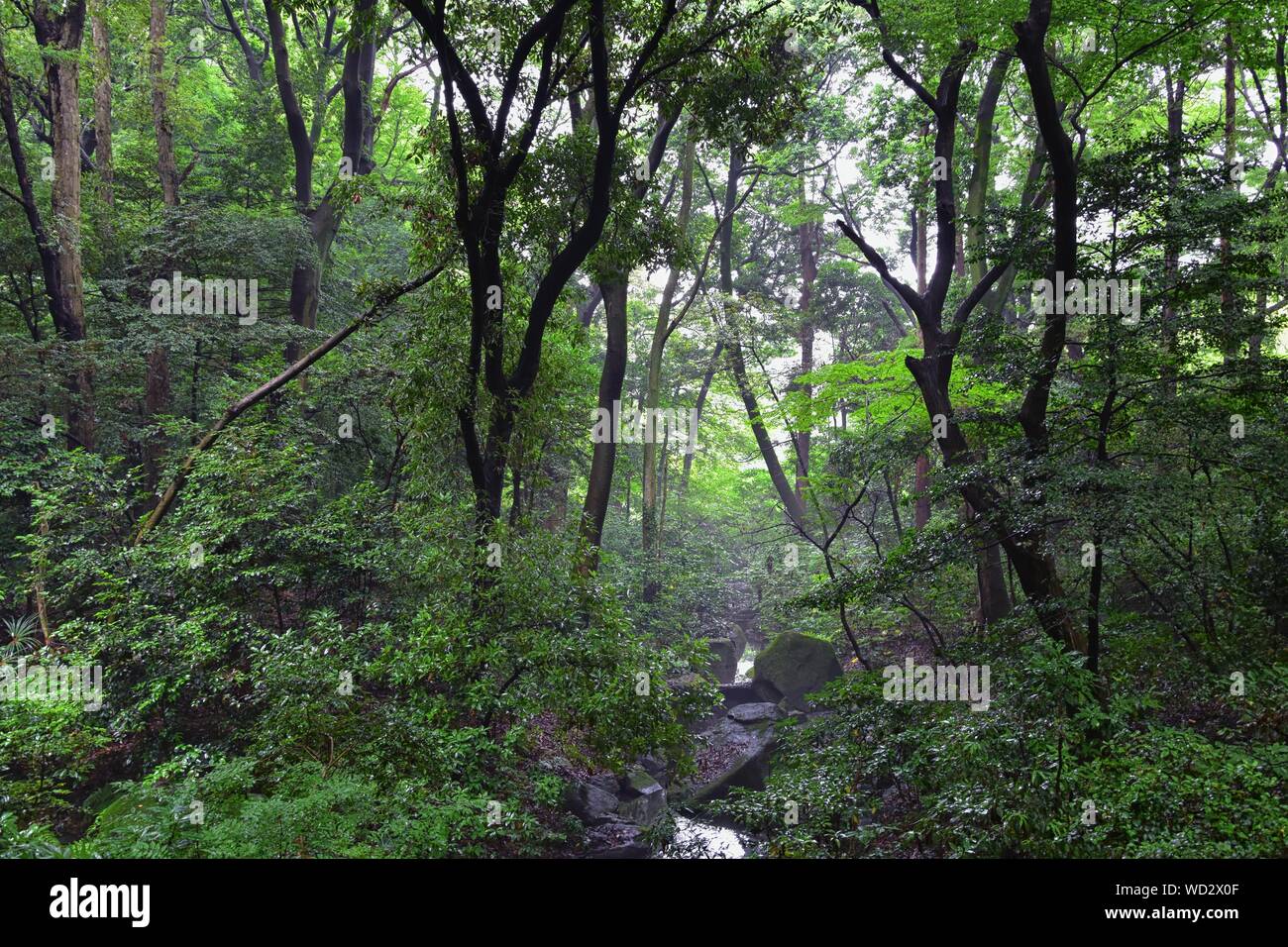 Traditional Japanese gardens in public parks in Tokyo, Japan. Views of ...
