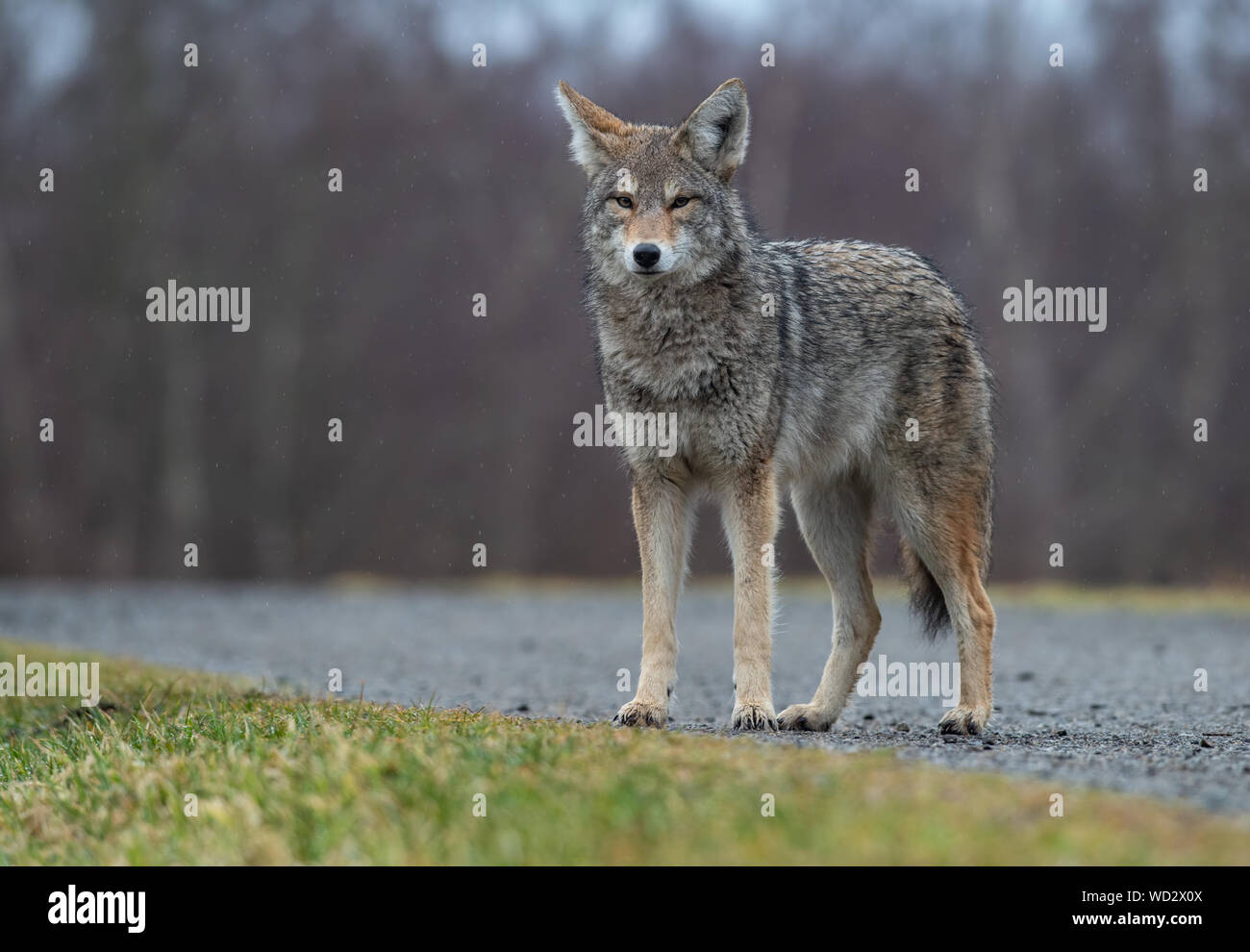 A coyote in Canada Stock Photo - Alamy