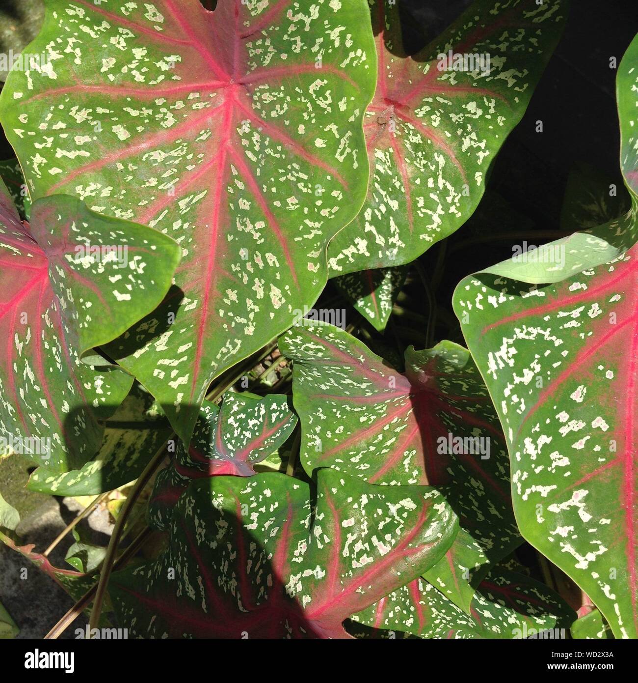 Spotted leaves hi-res stock photography and images - Alamy