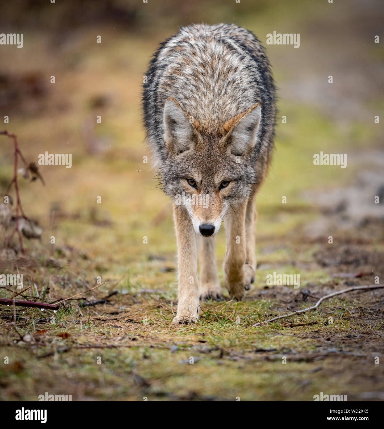 A coyote in Canada Stock Photo - Alamy