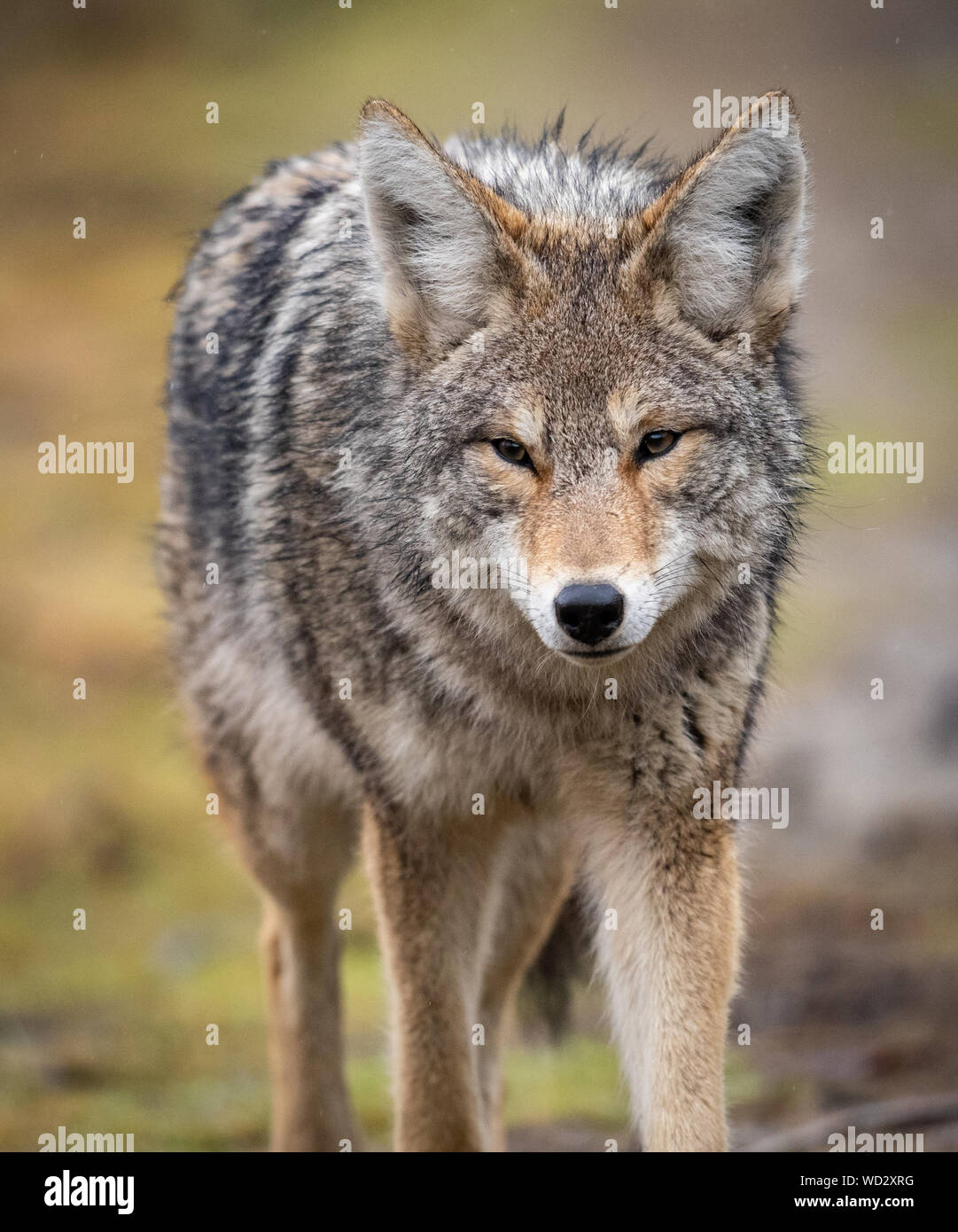 A coyote in Canada Stock Photo - Alamy