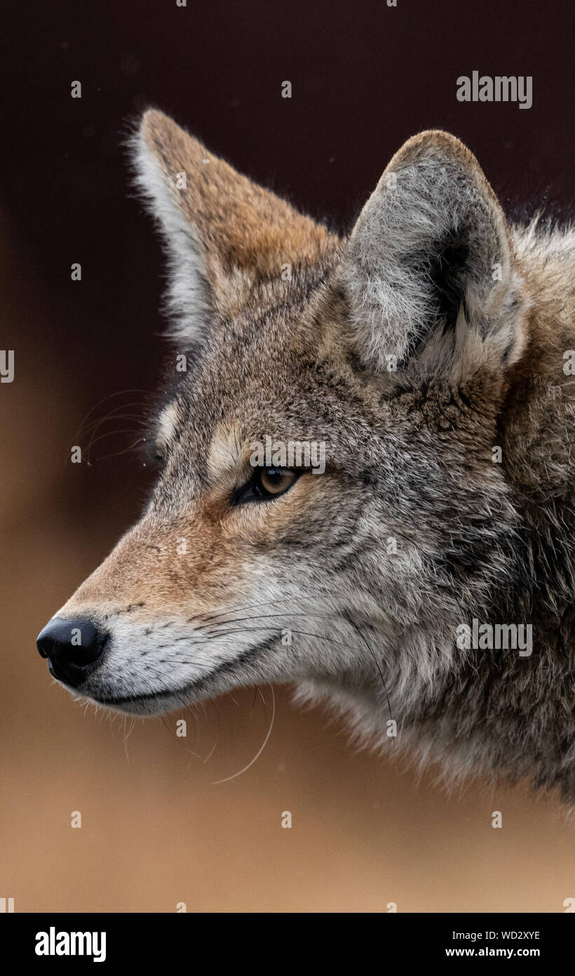 A coyote in Canada Stock Photo - Alamy
