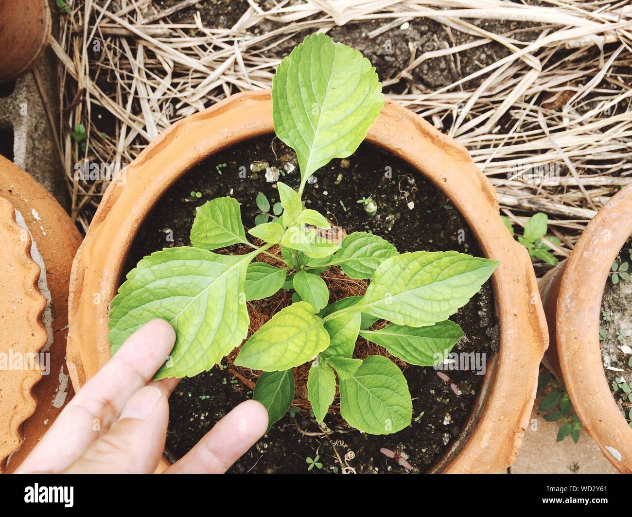 Fingers plant hi-res stock photography and images - Alamy