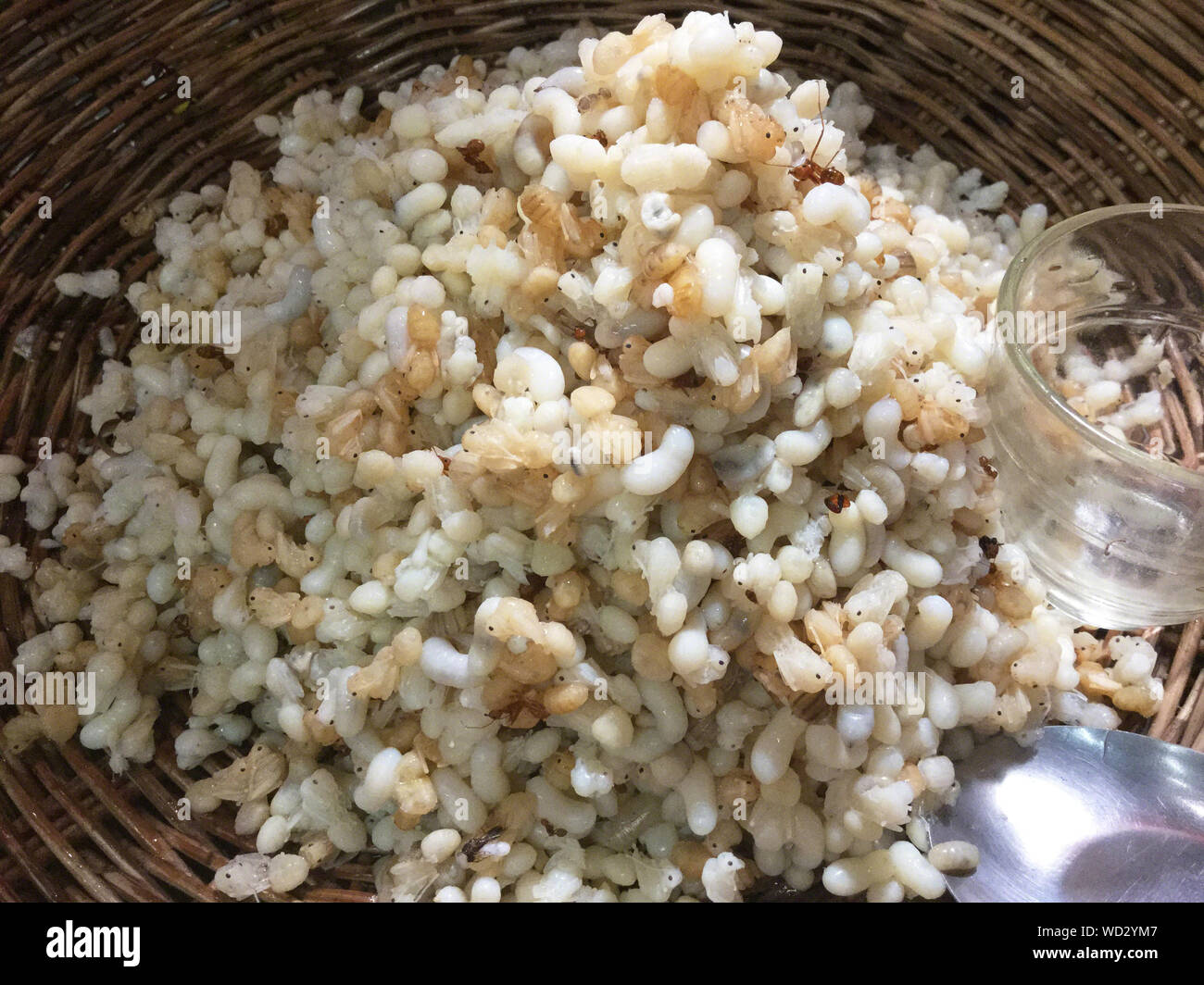 Food ant eggs hi-res stock photography and images - Alamy