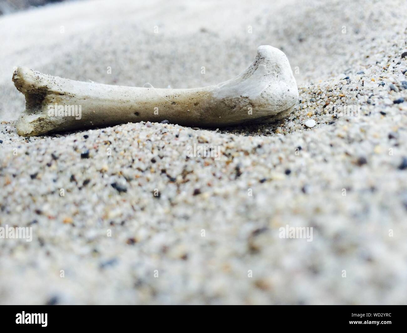 Bone up close hi-res stock photography and images - Alamy