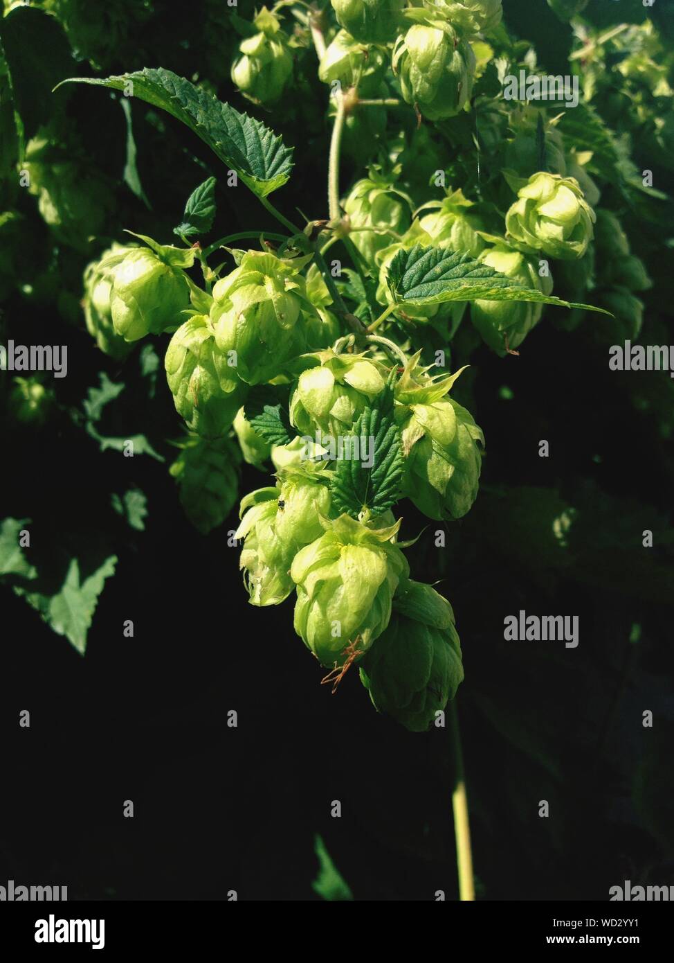 Hops Stem To Stem High Resolution Stock Photography and Images - Alamy
