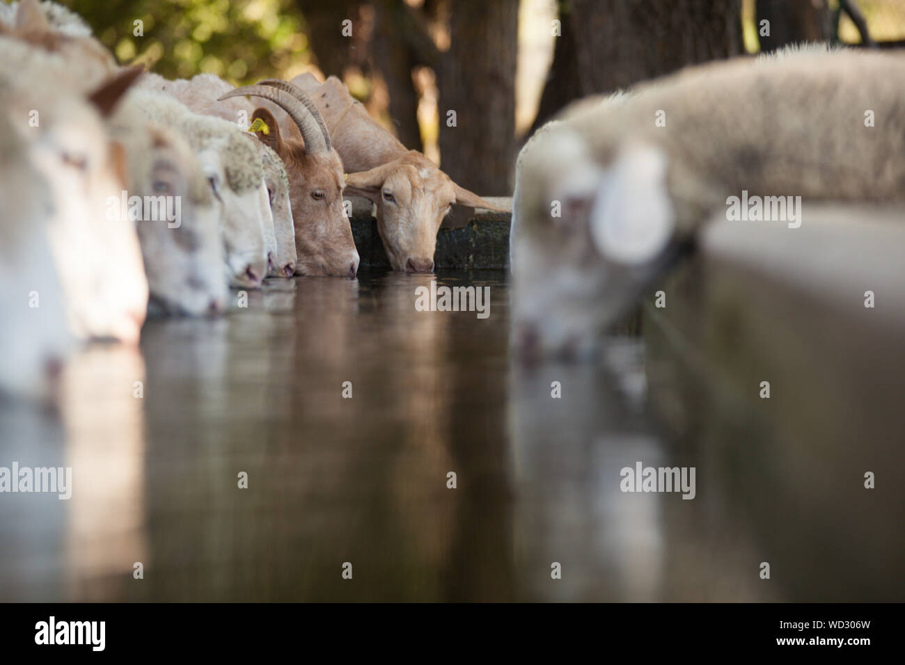 Cattle By Water High Resolution Stock Photography and Images - Alamy