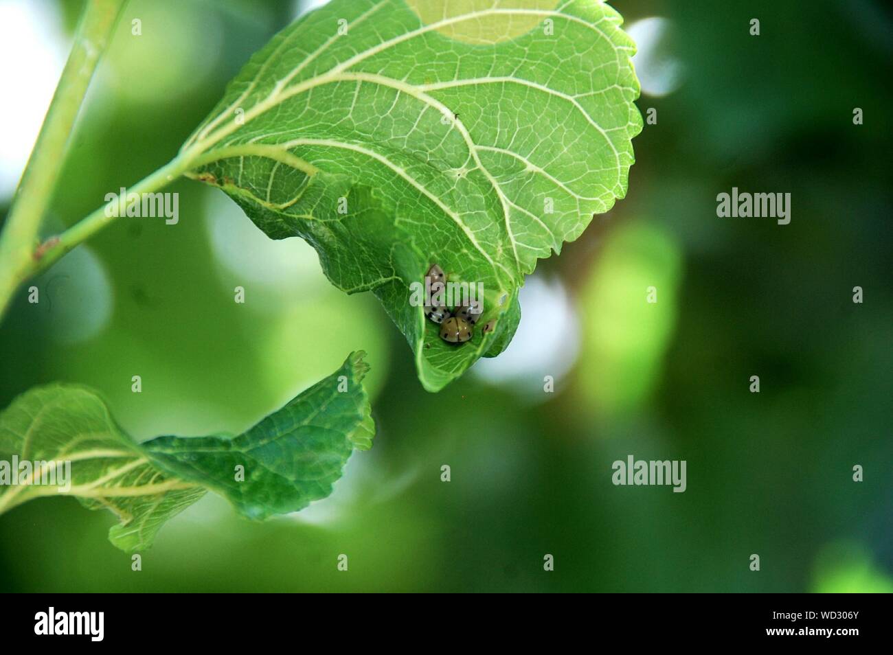 New born leaf hi-res stock photography and images - Alamy