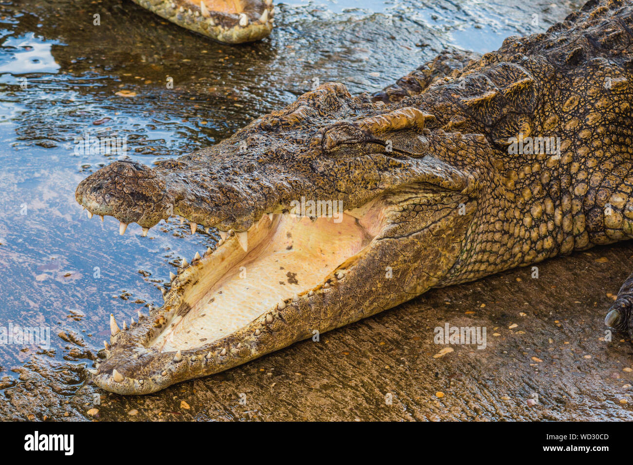 Open mouth of crocodile hi-res stock photography and images - Alamy