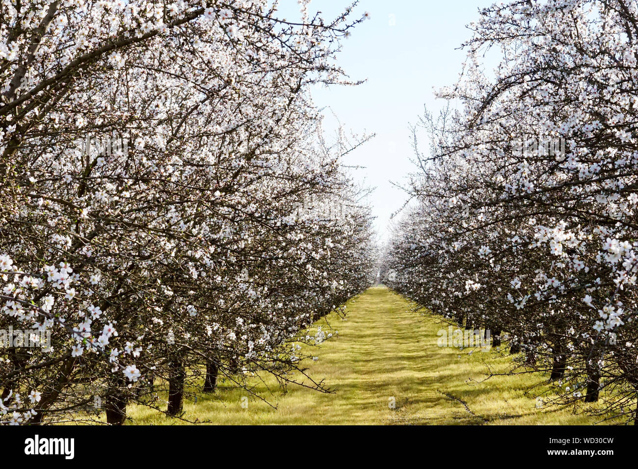 Growing almond trees hi-res stock photography and images - Alamy