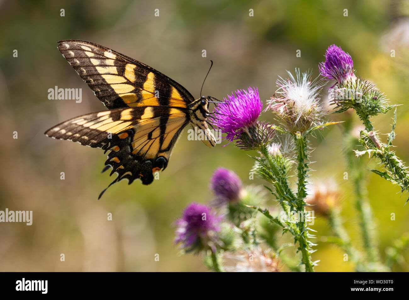 Eastern tiger swallowtail butterfly (Papilio glaucus), Skyline Drive ...