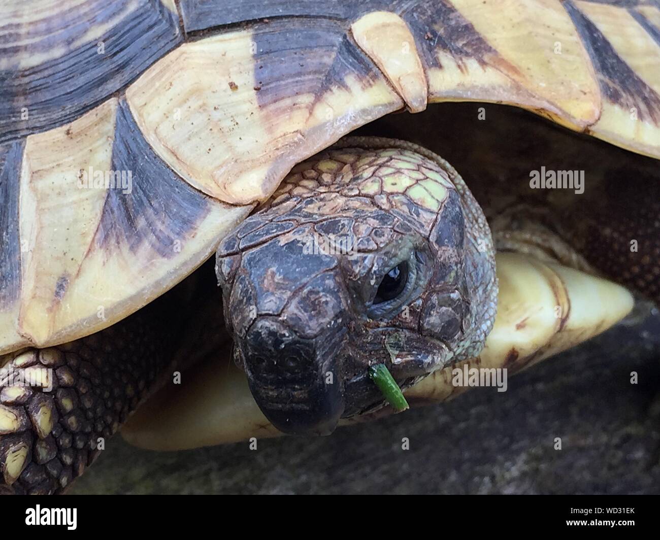 Snake head turtle hi-res stock photography and images - Alamy
