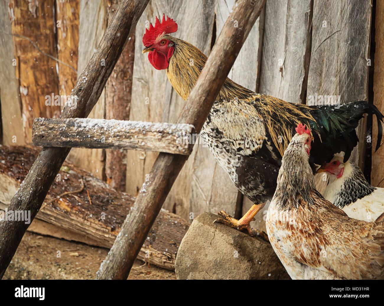 Hen chicken ladder hi-res stock photography and images - Alamy