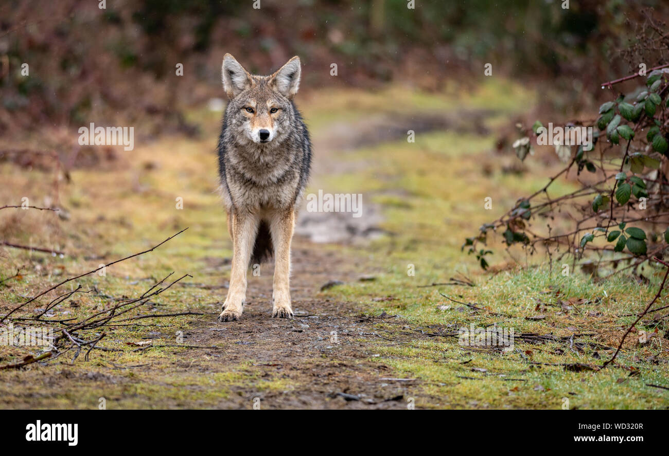 A coyote in Canada Stock Photo - Alamy