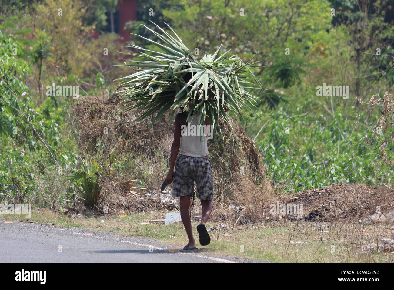 Carrying palm leaves hi-res stock photography and images - Alamy