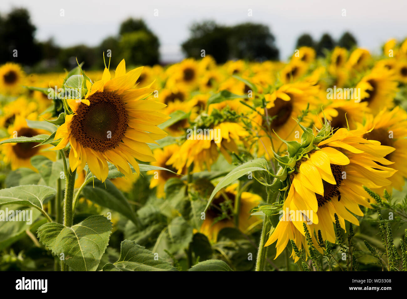 A beautiful field of bright yellow sunflowers near Plum Tree, Indiana ...